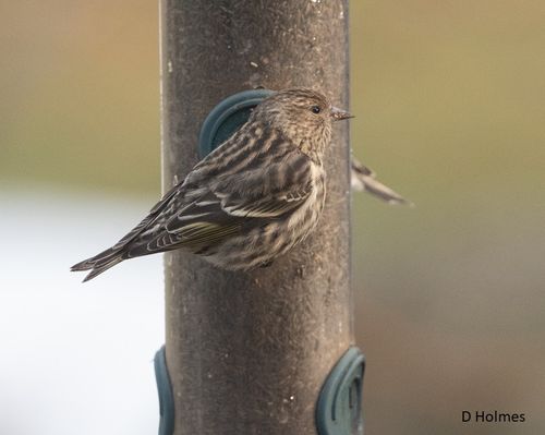 Trip Highlights from the Allen Bird Club