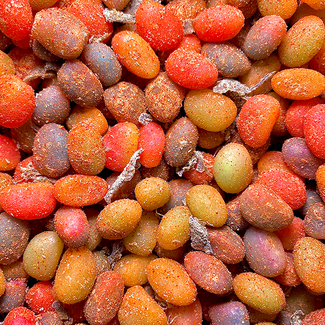 Noms | Hawaii Candy Factory