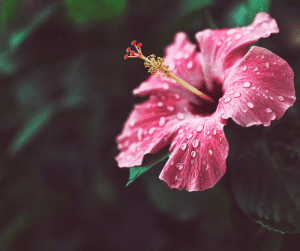 Plant of the Month: Swamp Mallow