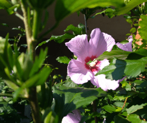 Plant of the Month: Swamp Mallow