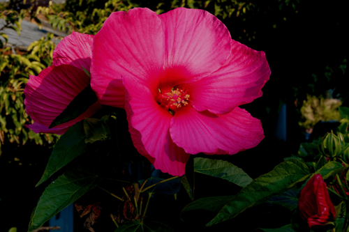 Plant of the Month: Swamp Mallow