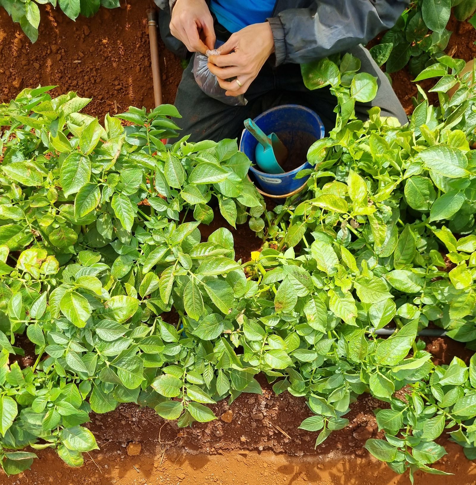 How to reduce fertilizer costs using precision agriculture?