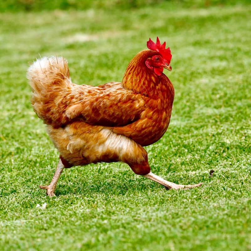 Poultry | Feed and Point of Lay