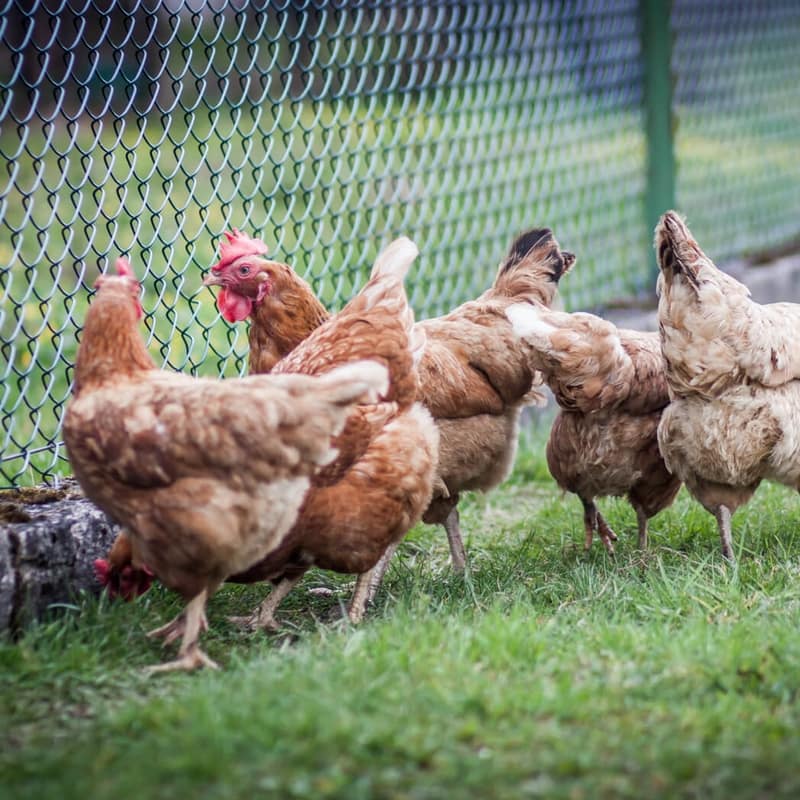 Poultry | Feed and Point of Lay