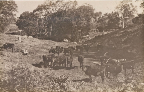 The Greyleigh History - Greyleigh