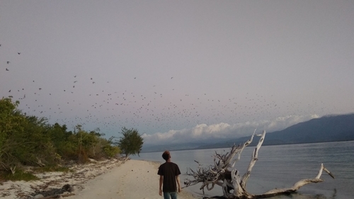 Sulawesi Flying Fox conservation program | PROGRES