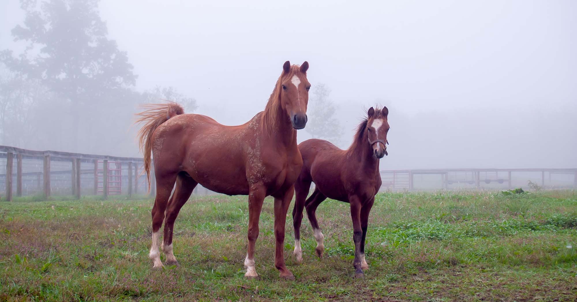 Advanced Equine Breeding Services
