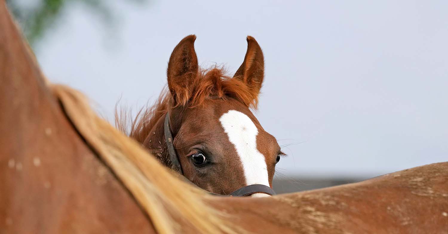 Decades Of Experience With Foaling And Postnatal Care