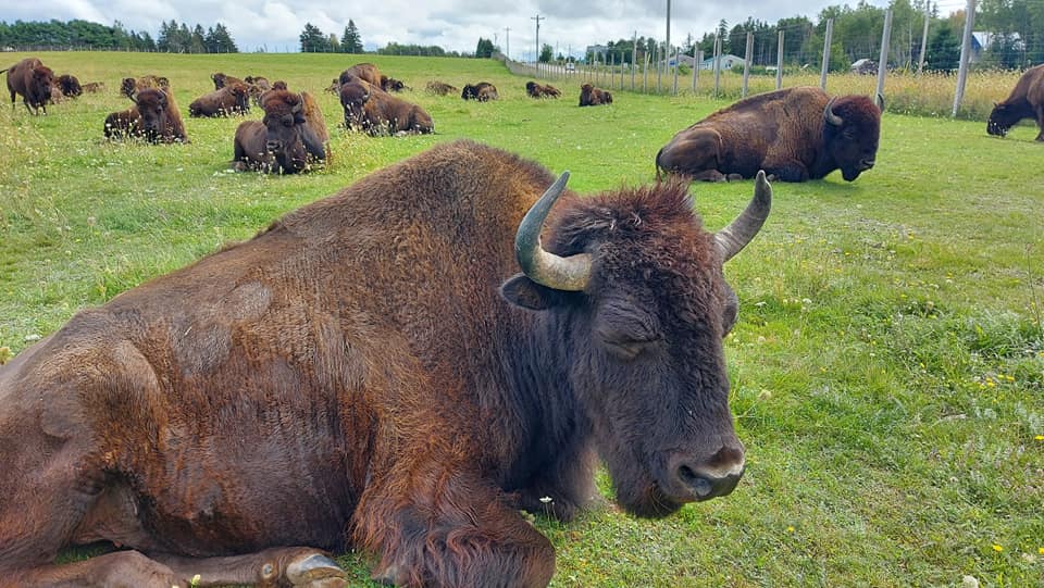 Where The Buffalo Roam