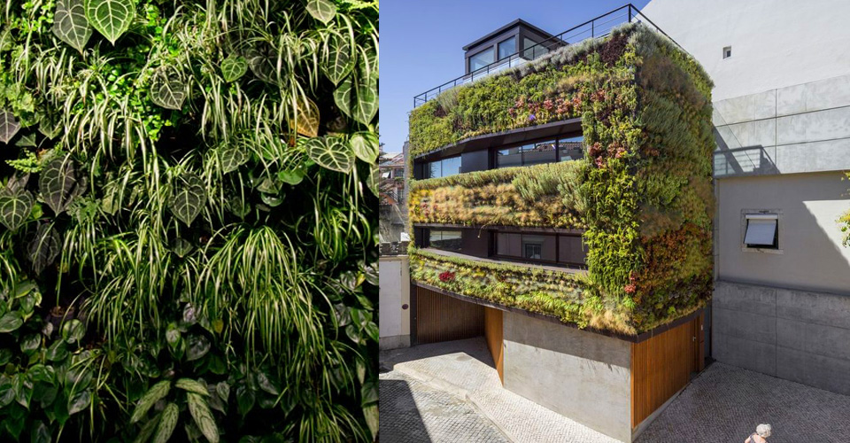 Benefits of a Green wall - Journal | ata Studio | Mt Maunganui