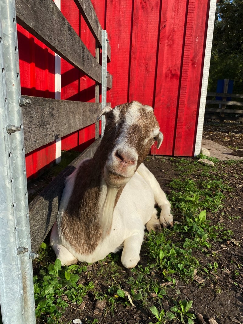 Children's Animal Farm