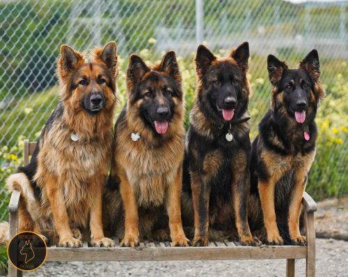 Welly Dogs | Home