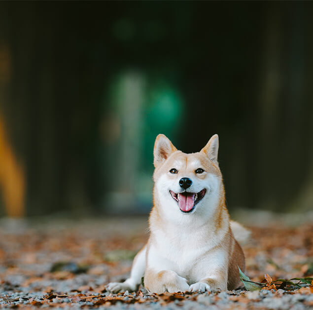Odškodnina v primeru ugriza psa | Kaj storiti?