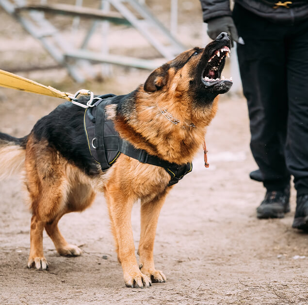 Odškodnina v primeru ugriza psa | Kaj storiti?