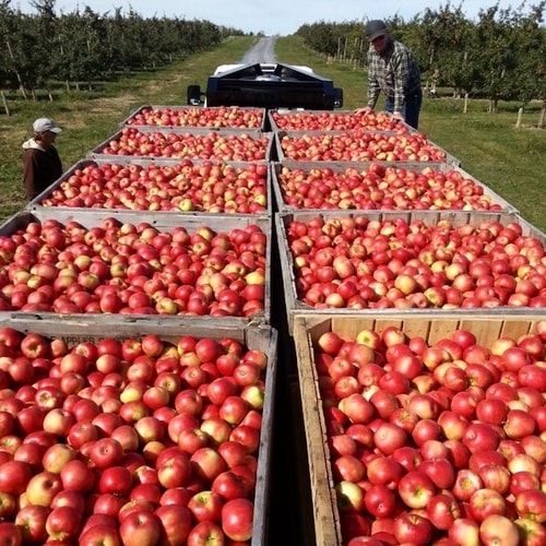 Hudson River Fruit Distributors | Vertically Integrated Apple ...