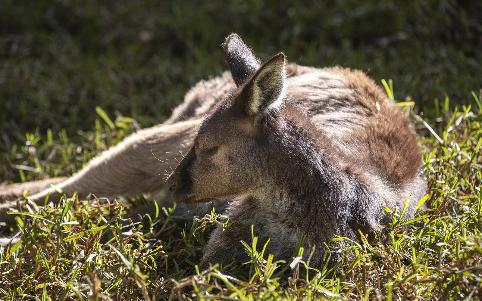 The Sooty Kangaroo: Pet food or threatened species?