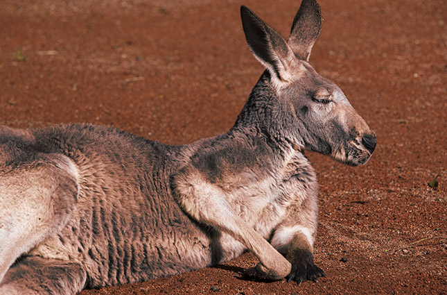 Snapshot: The commercial exploitation of Kangaroos in Victoria
