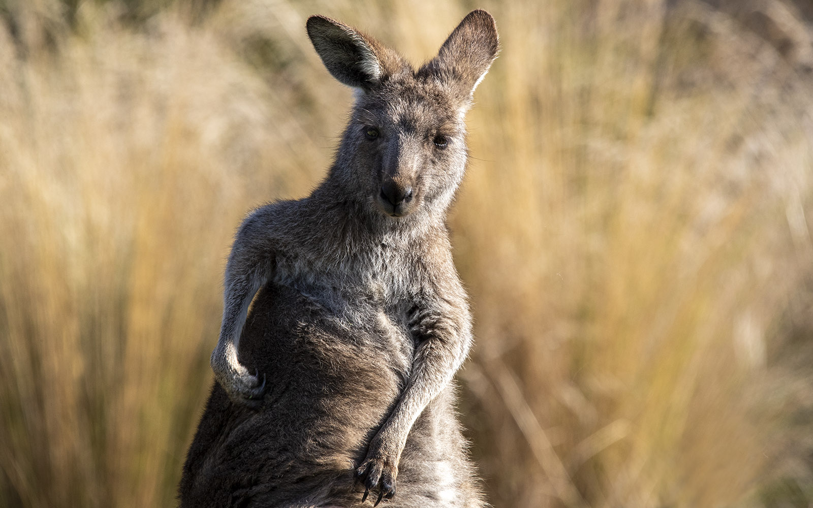 Koalas to burn: Winter and wildlife in Victoria