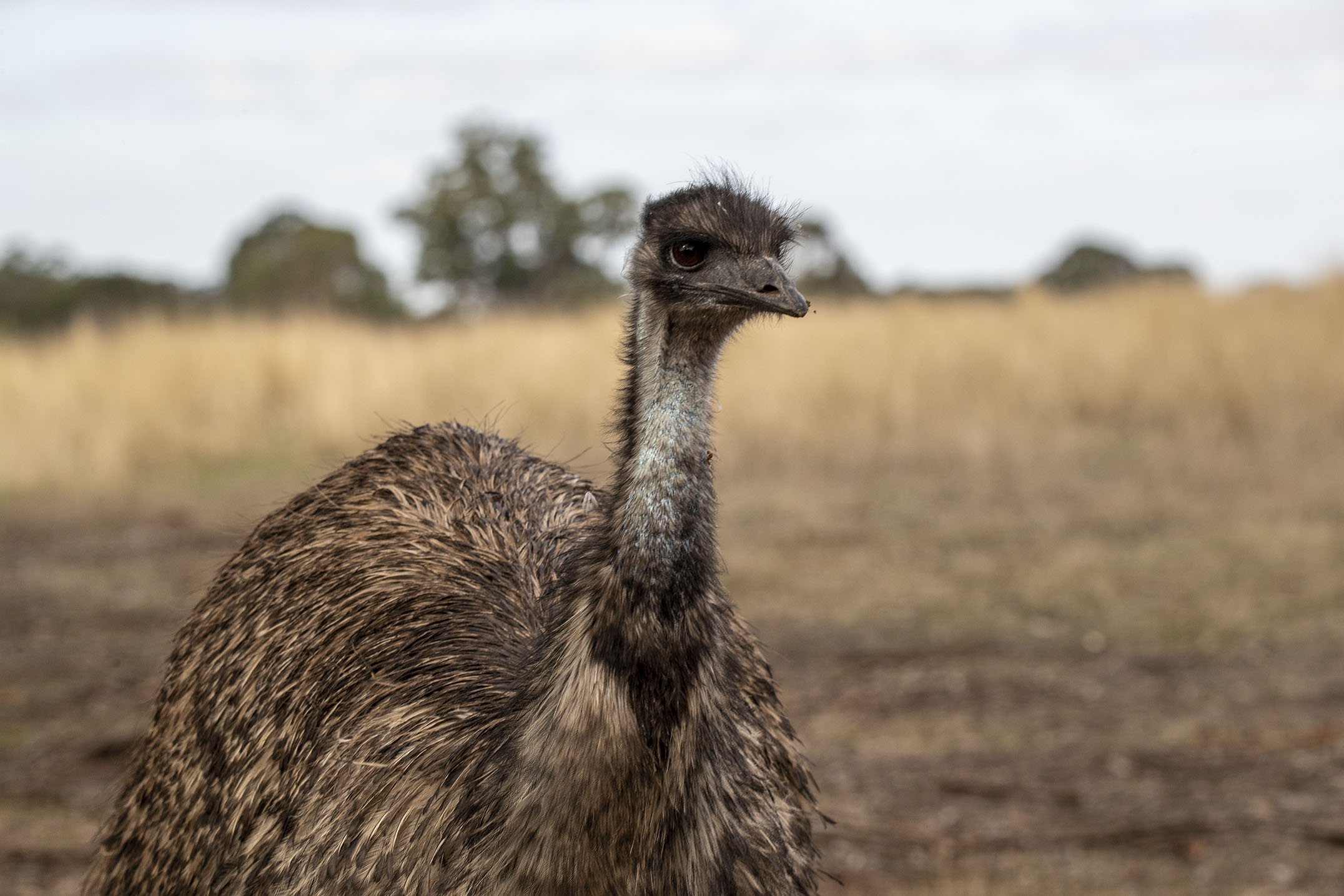 Emu