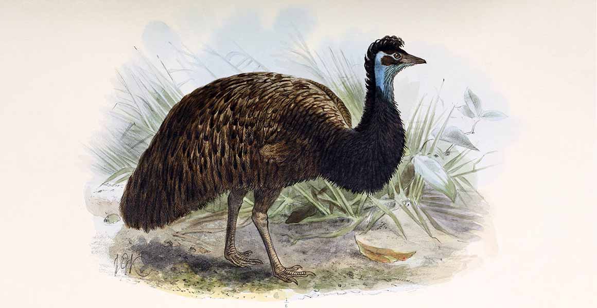 Emu