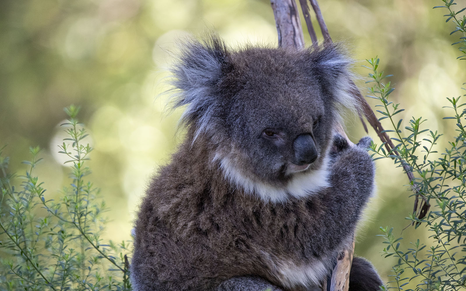 Koalas to burn: Winter and wildlife in Victoria