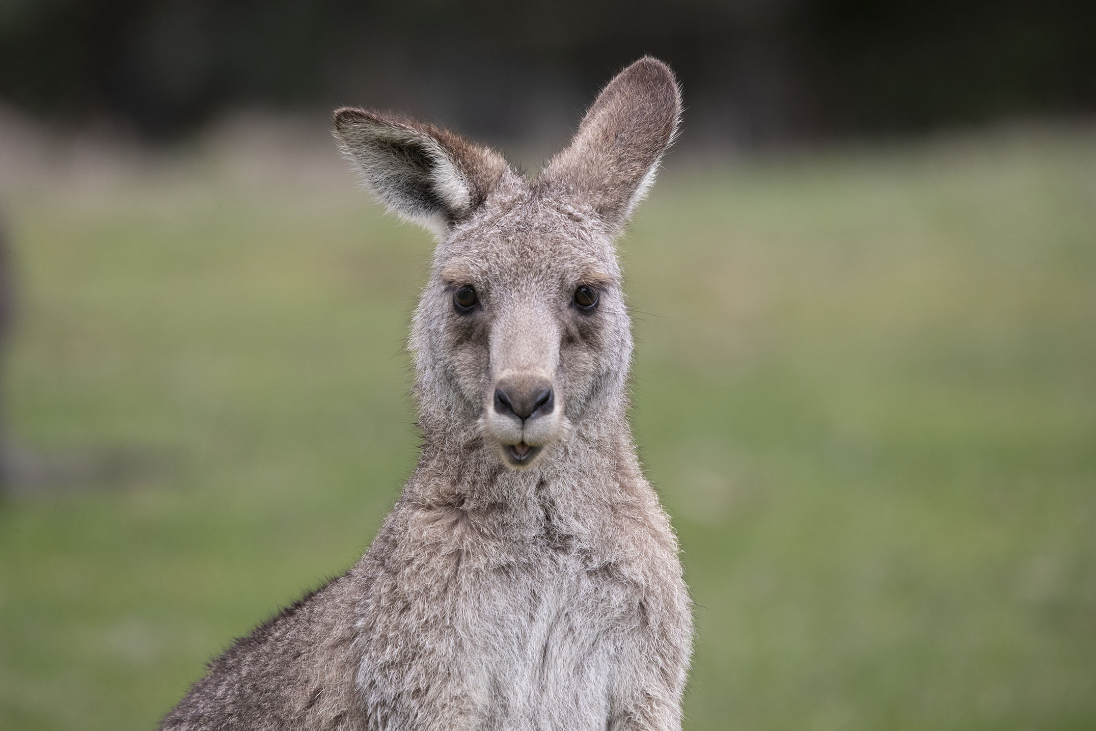 The Magnificent Kangaroo
