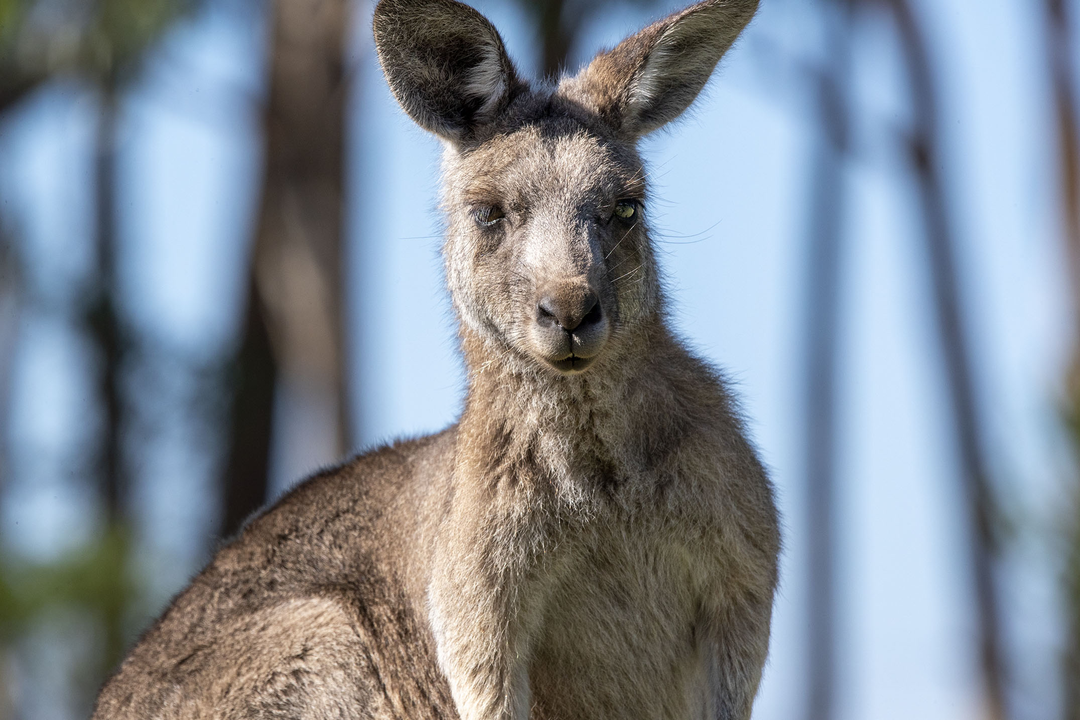 The Magnificent Kangaroo