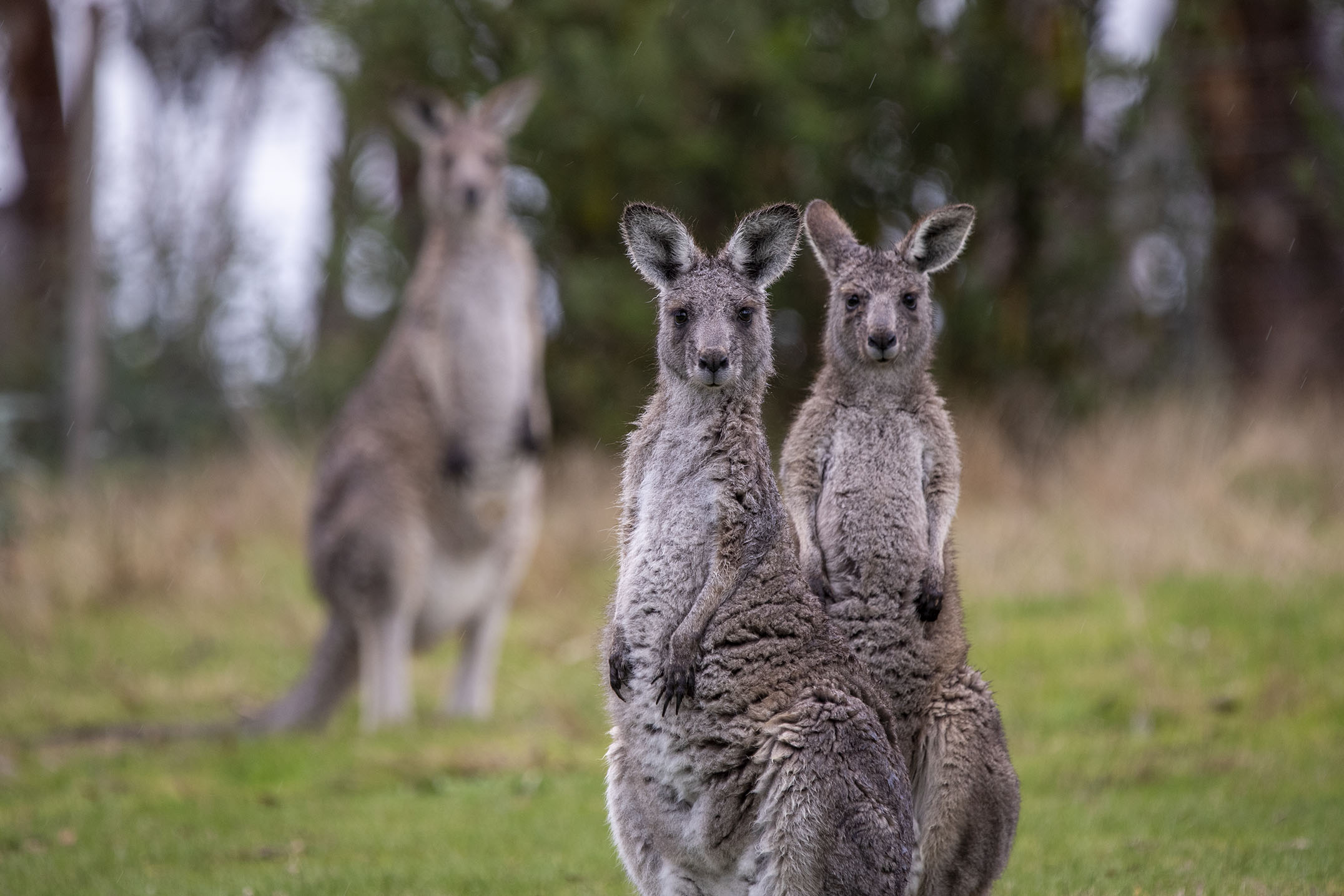 How many: The commercial exploitation of Kangaroos?