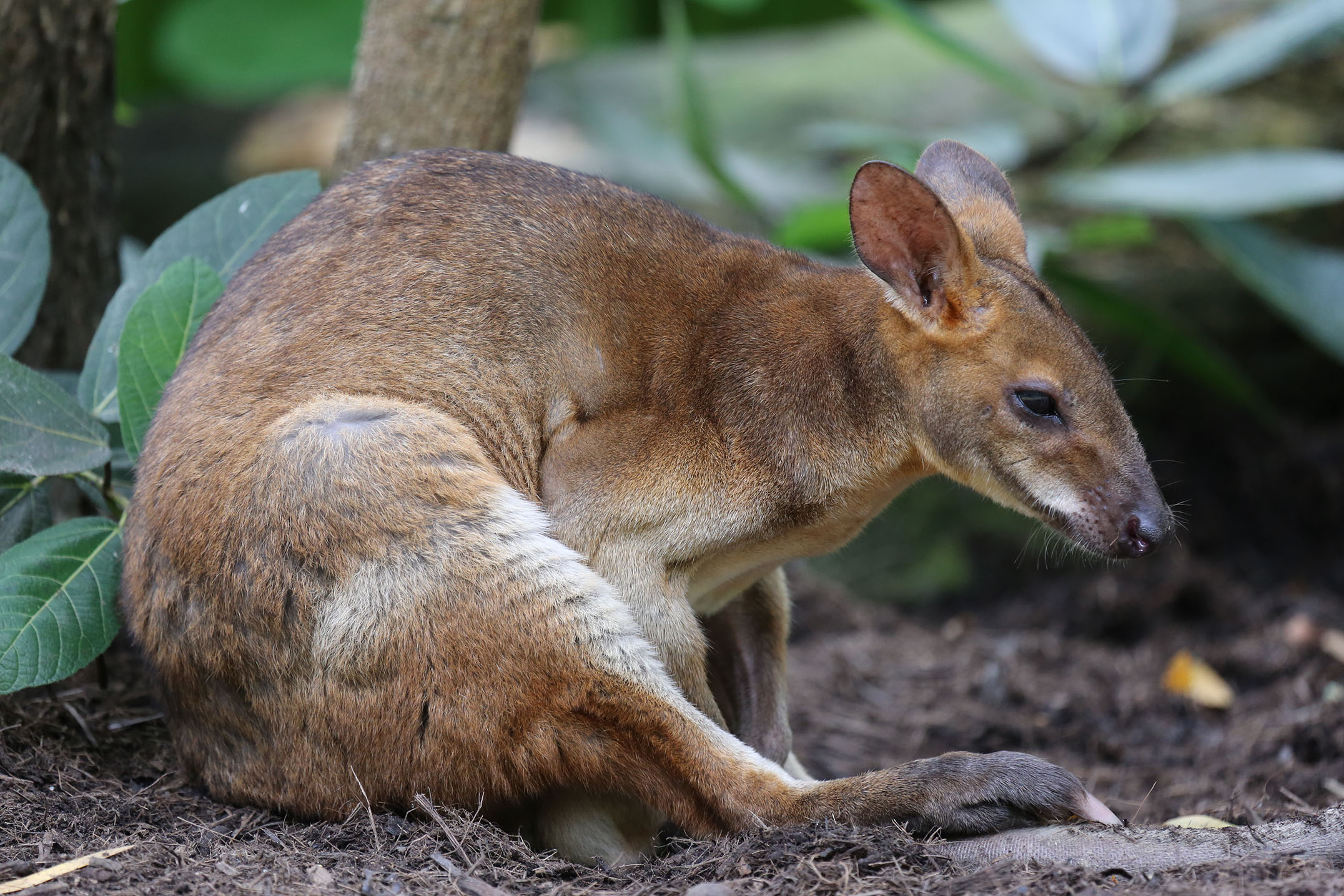 The Kangaroo family and the distribution of species