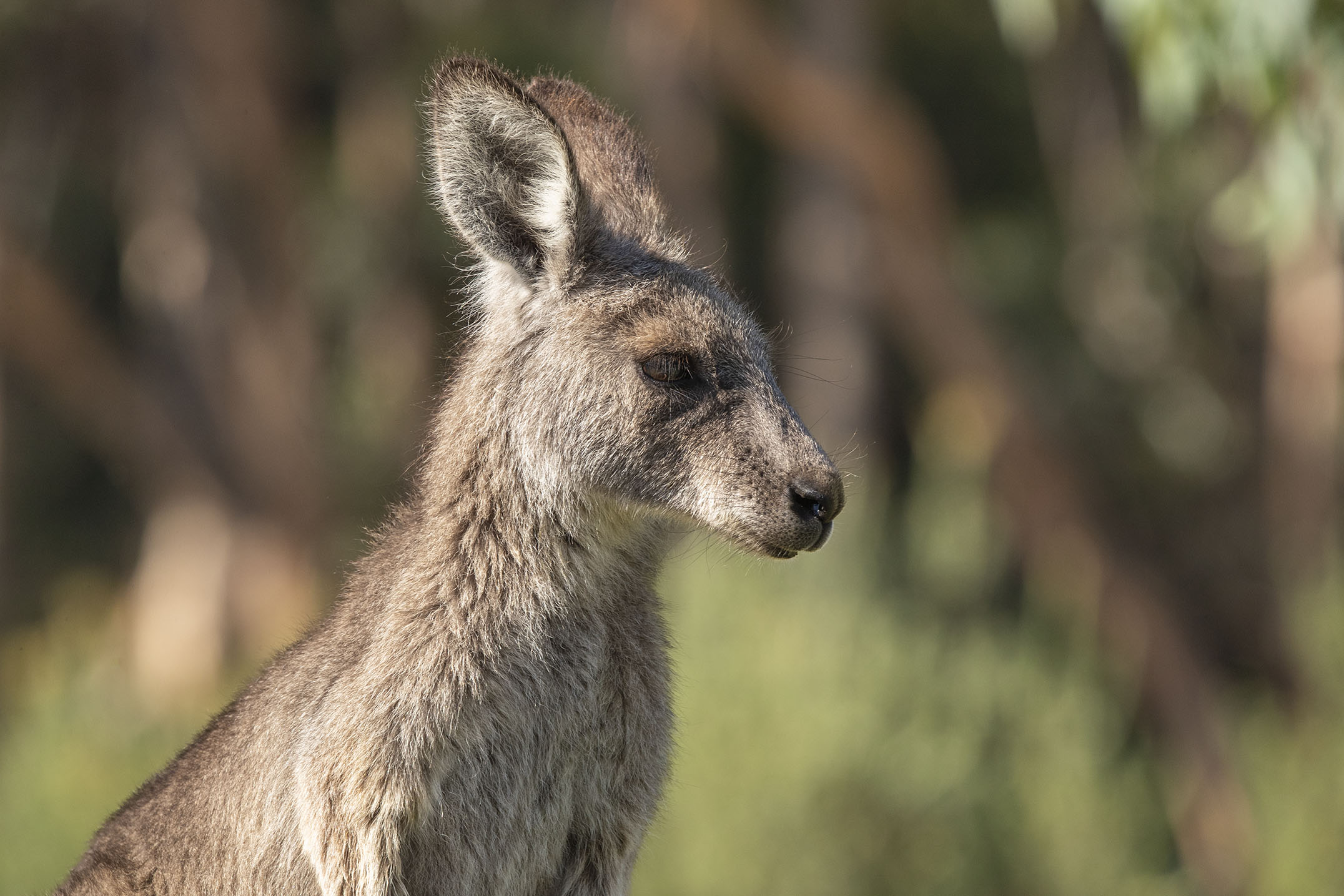 The Kangaroo family and the distribution of species