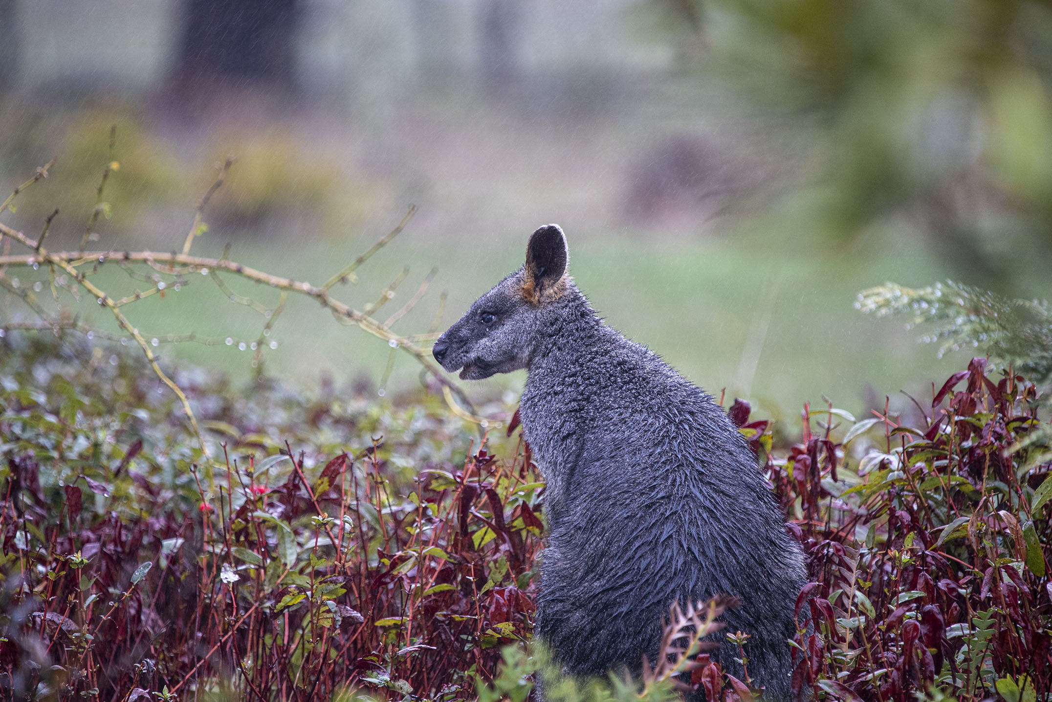 The Kangaroo family and the distribution of species