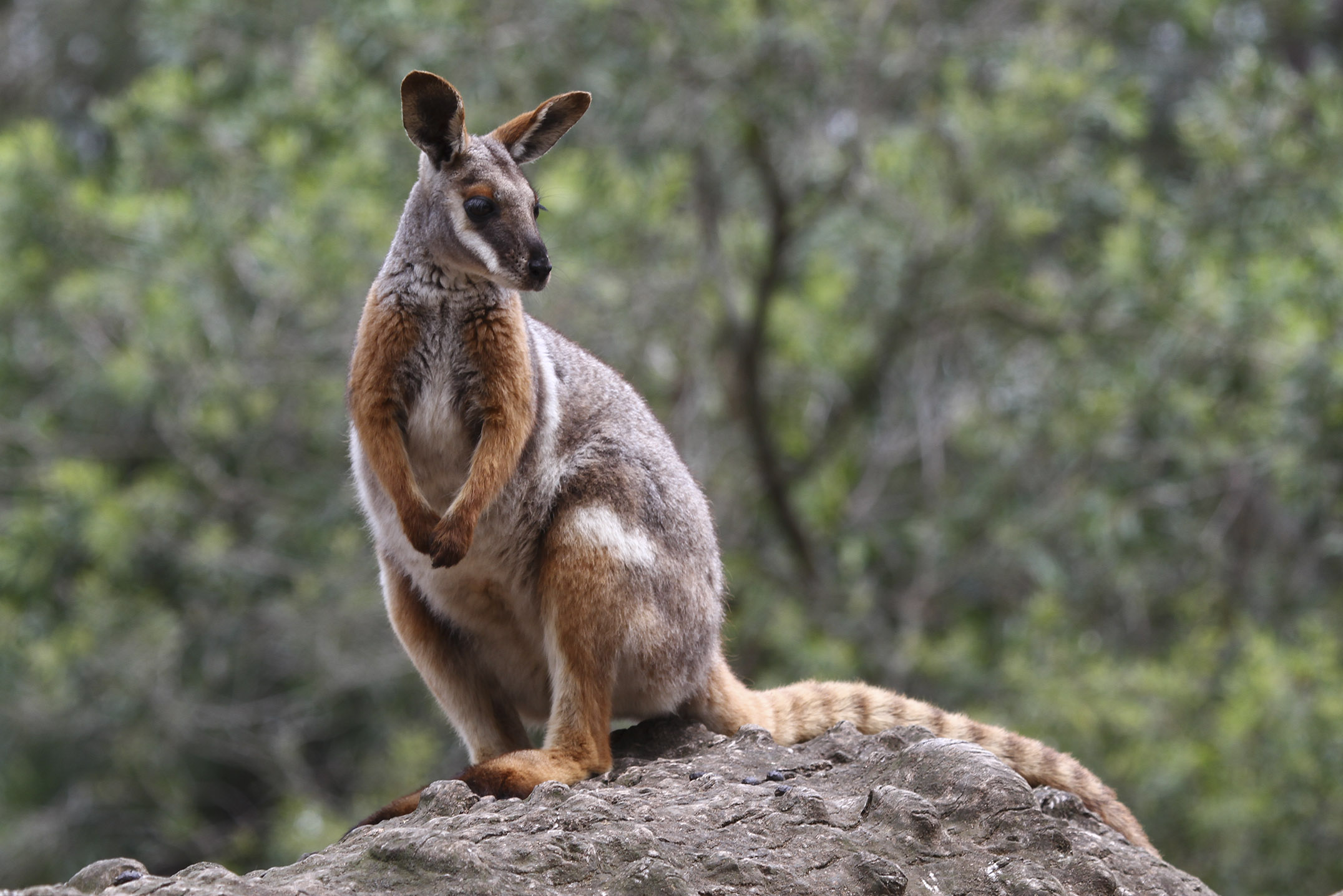 The Kangaroo family and the distribution of species