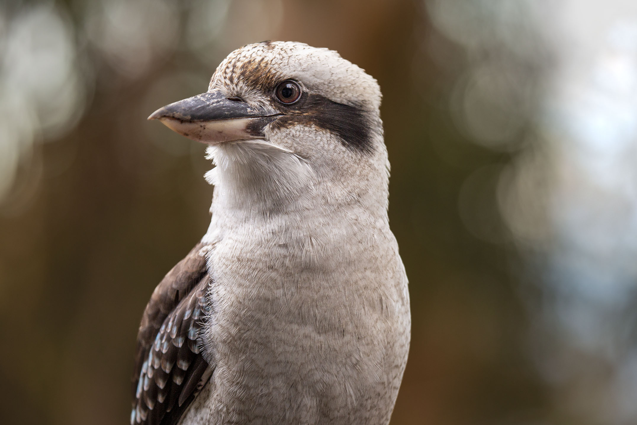 Kookaburra