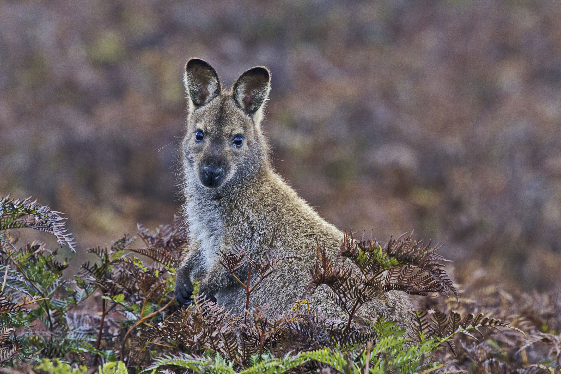 Snapshot: Exploitation of Kangaroos and Wallabies in Tasmania