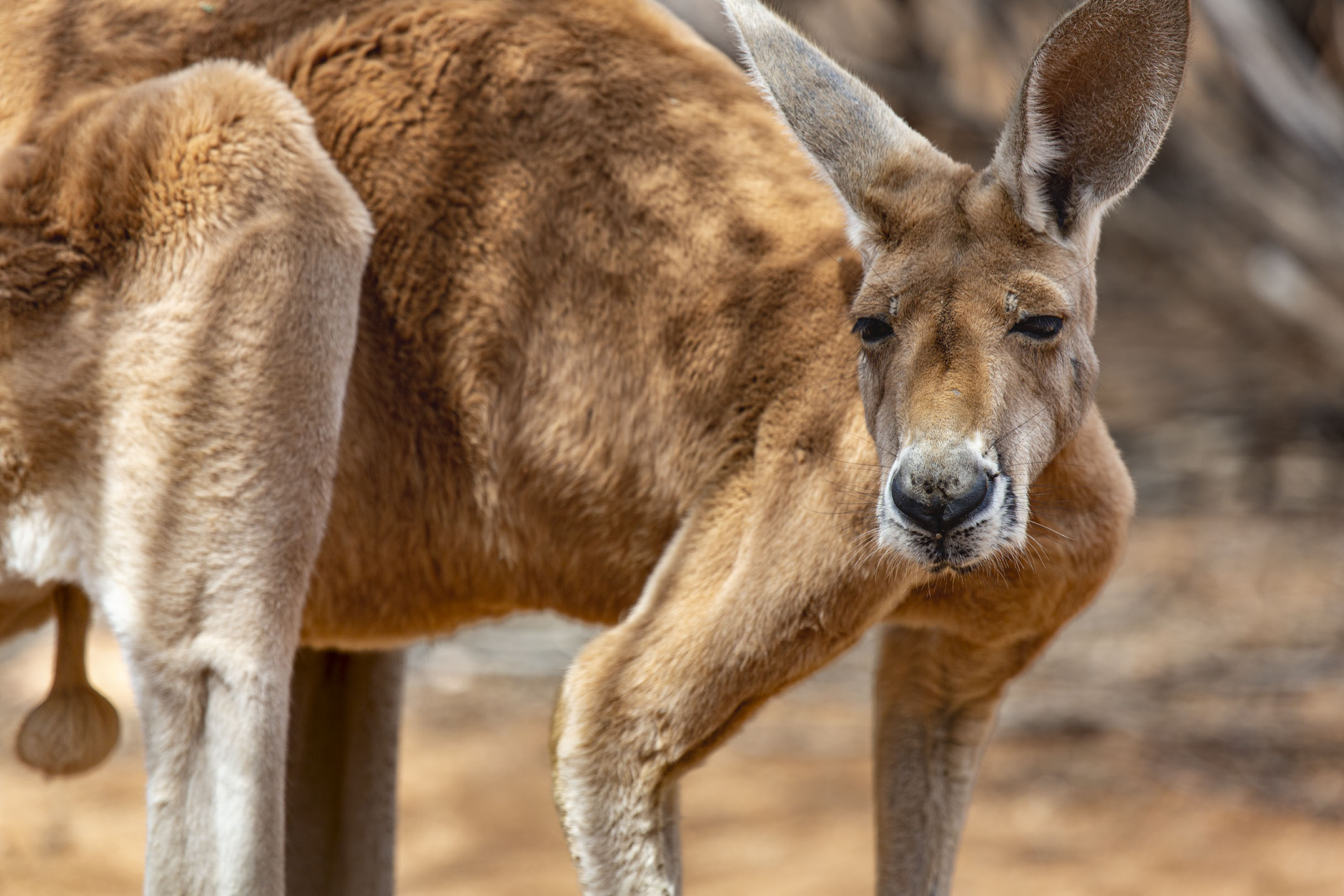 Victoria: Review of the Kangaroo ‘harvest management plan’