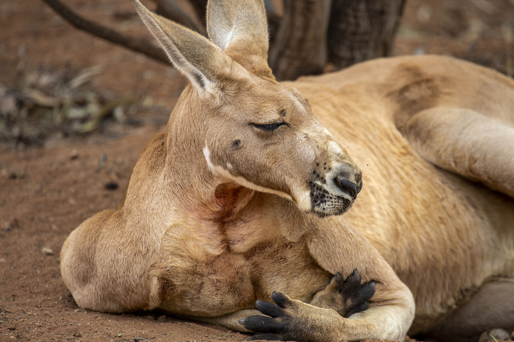Snapshot: Commercial exploitation of Kangaroos in Western Australia