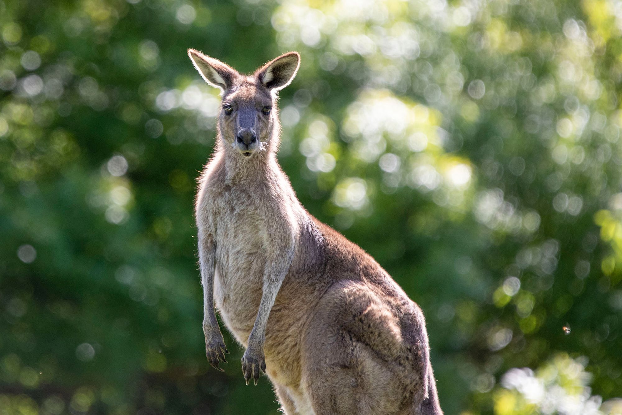 Counting Kangaroos in Victoria: Update May 2021