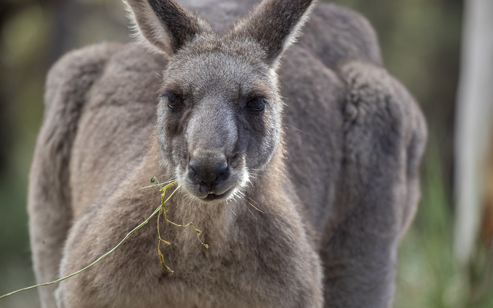 Counting Kangaroos in Victoria 2020