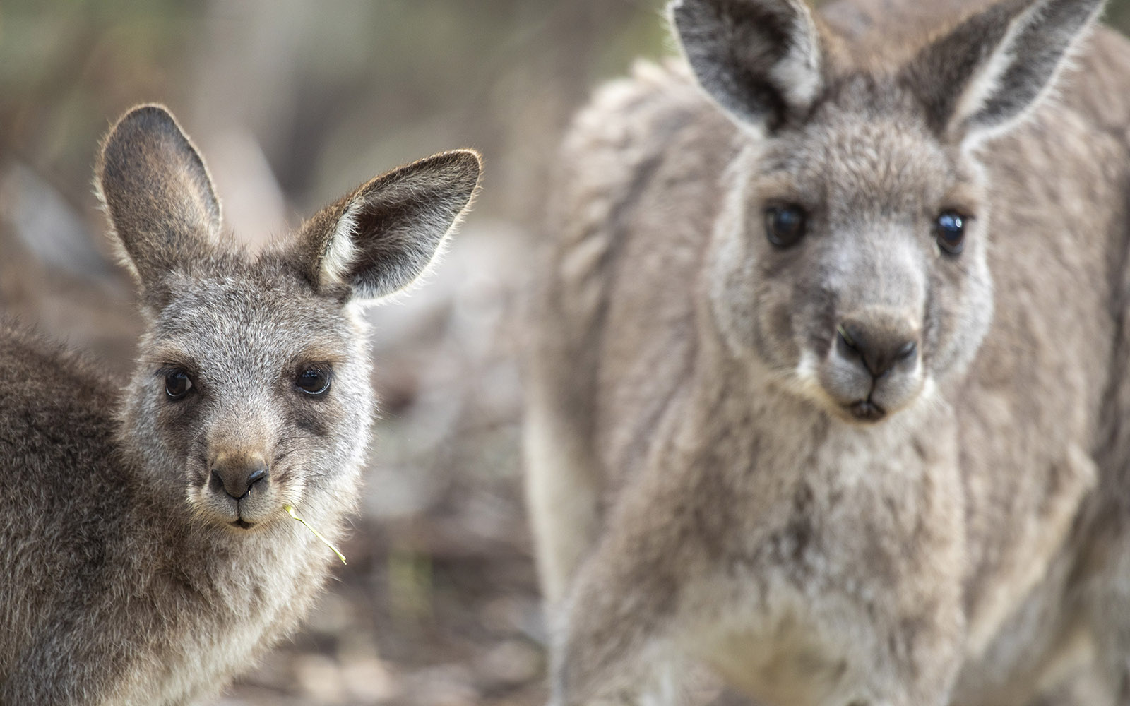 Counting Kangaroos in Victoria 2020