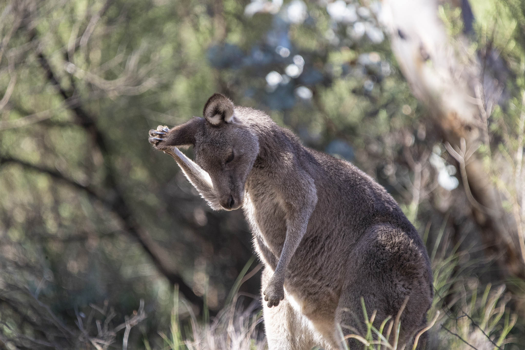 Counting Kangaroos in Victoria 2020