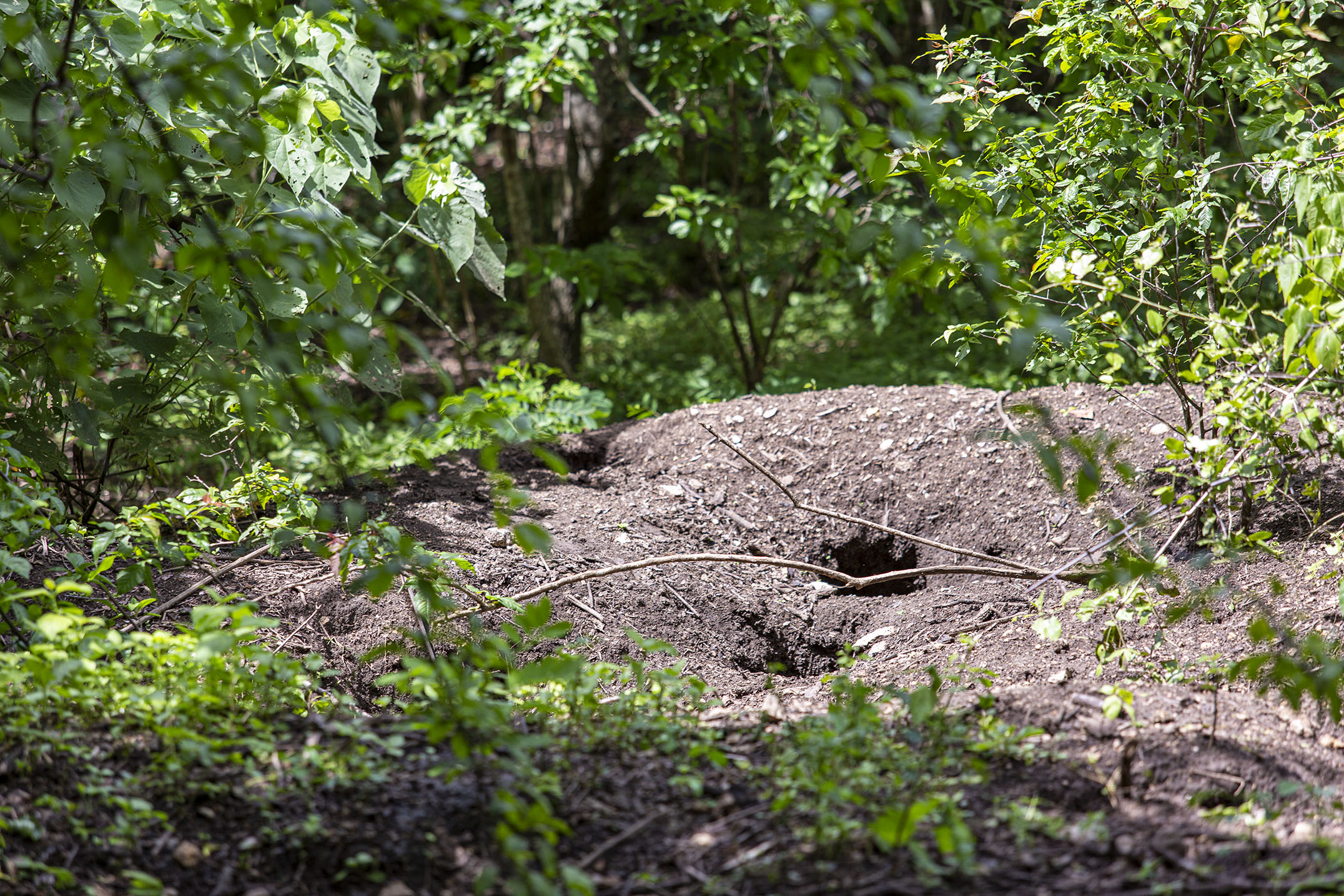 Rinca, dragon island