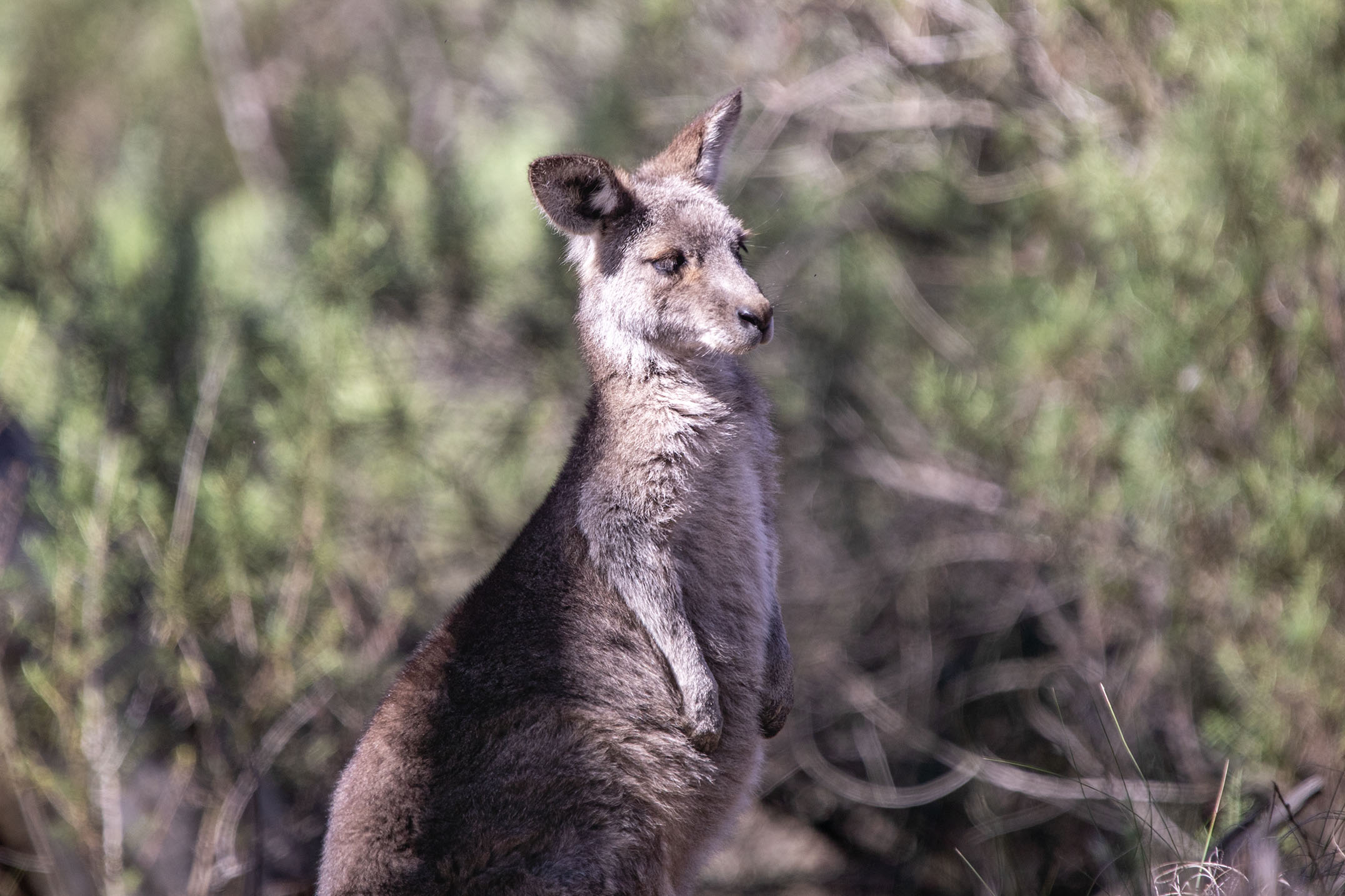 Snapshot: Commercial exploitation of Kangaroos in New South Wales