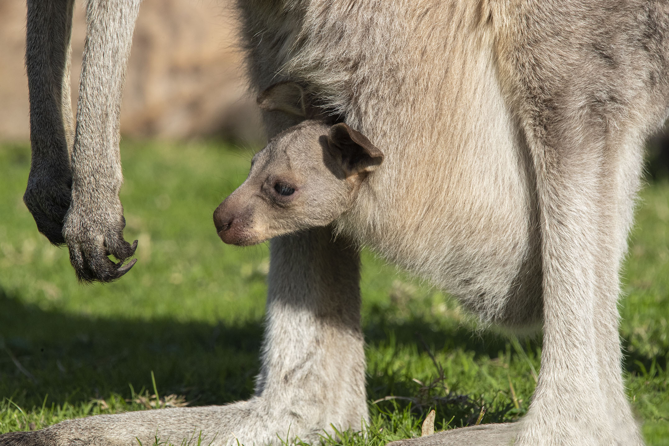 How many: The commercial exploitation of Kangaroos?