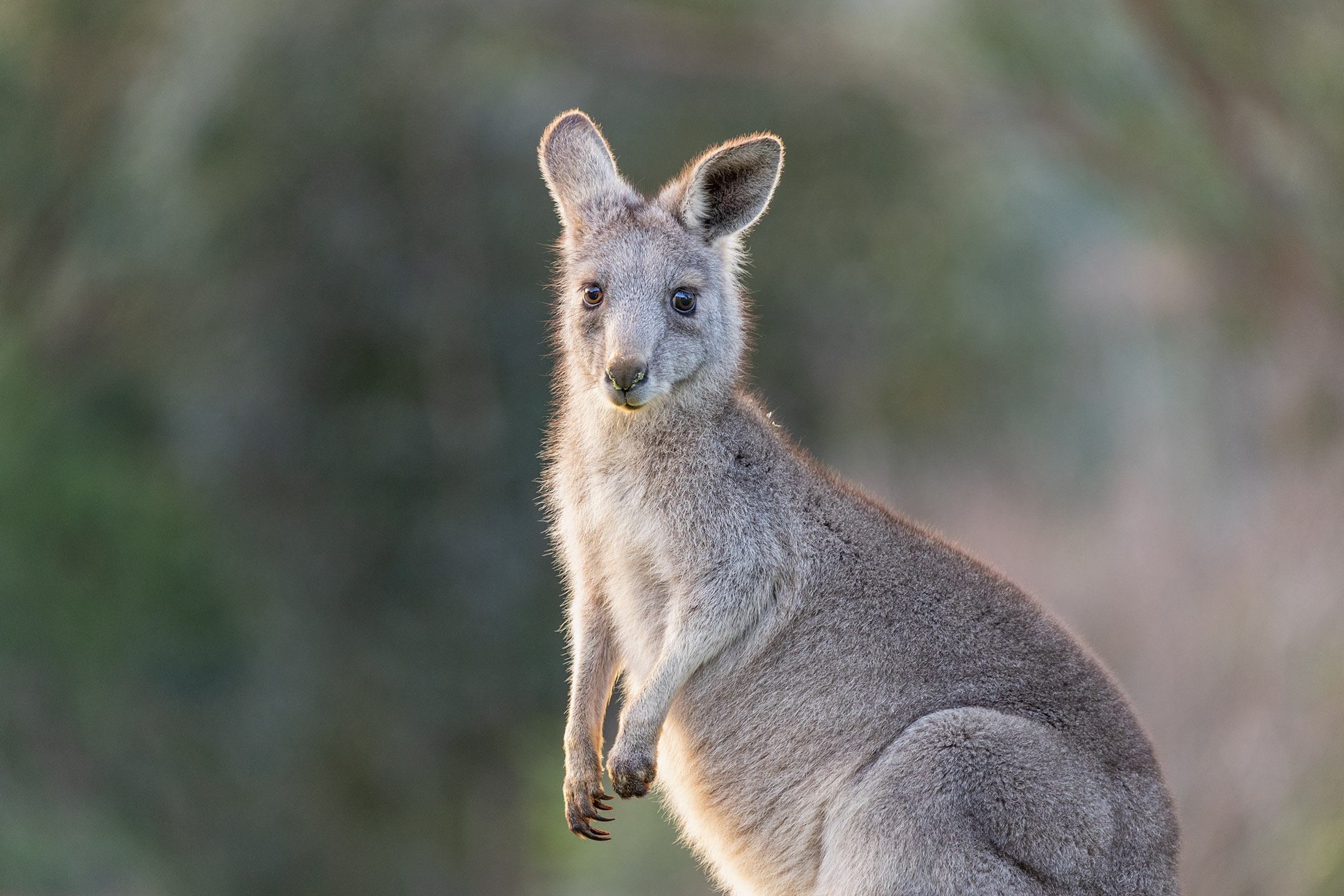 Victoria: Review of the Kangaroo ‘harvest management plan’