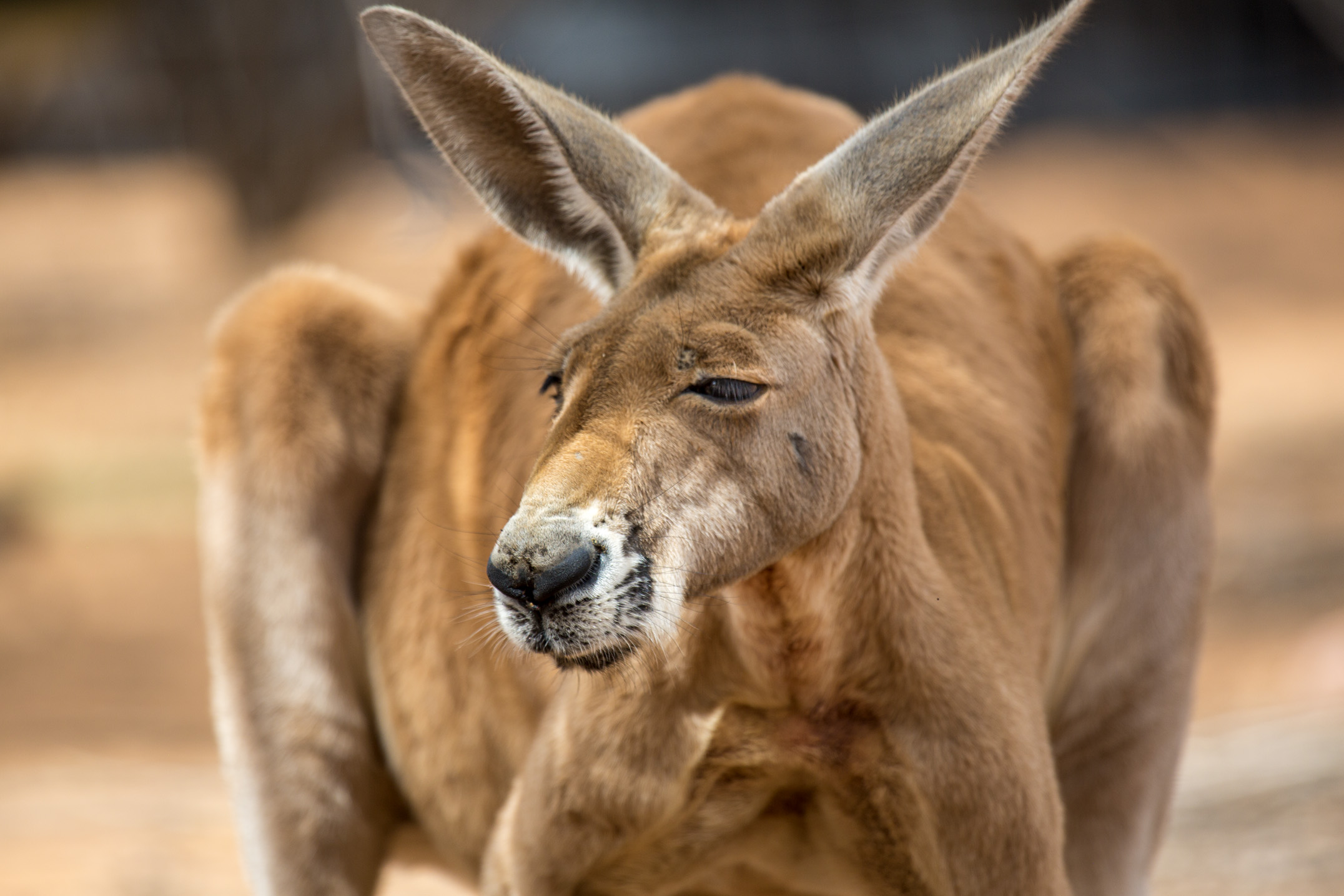 2023 Commercial exploitation of Kangaroos in Victoria