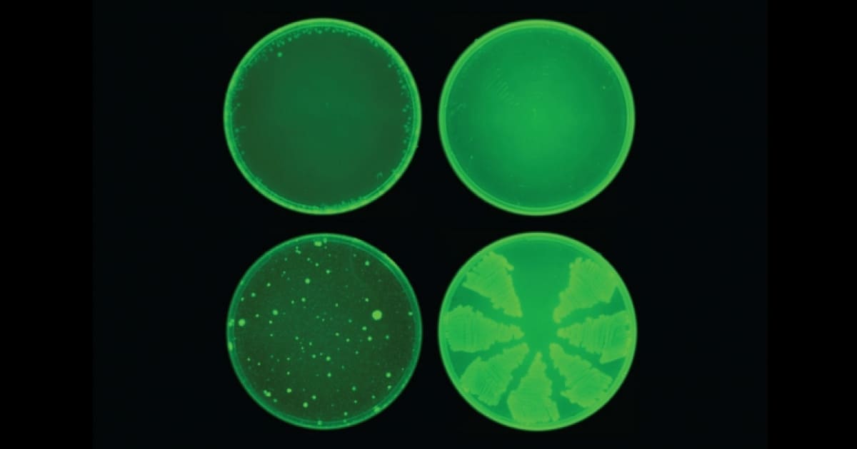 MIT Jameel Clinic AI identifiy new antibiotic | Community Jameel
