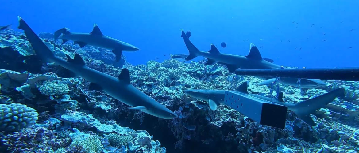 Launch of new marine conservation project in the Mediterranean ...