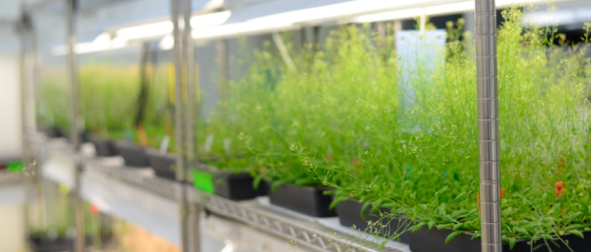 Using plant biology to address climate change | Community Jameel