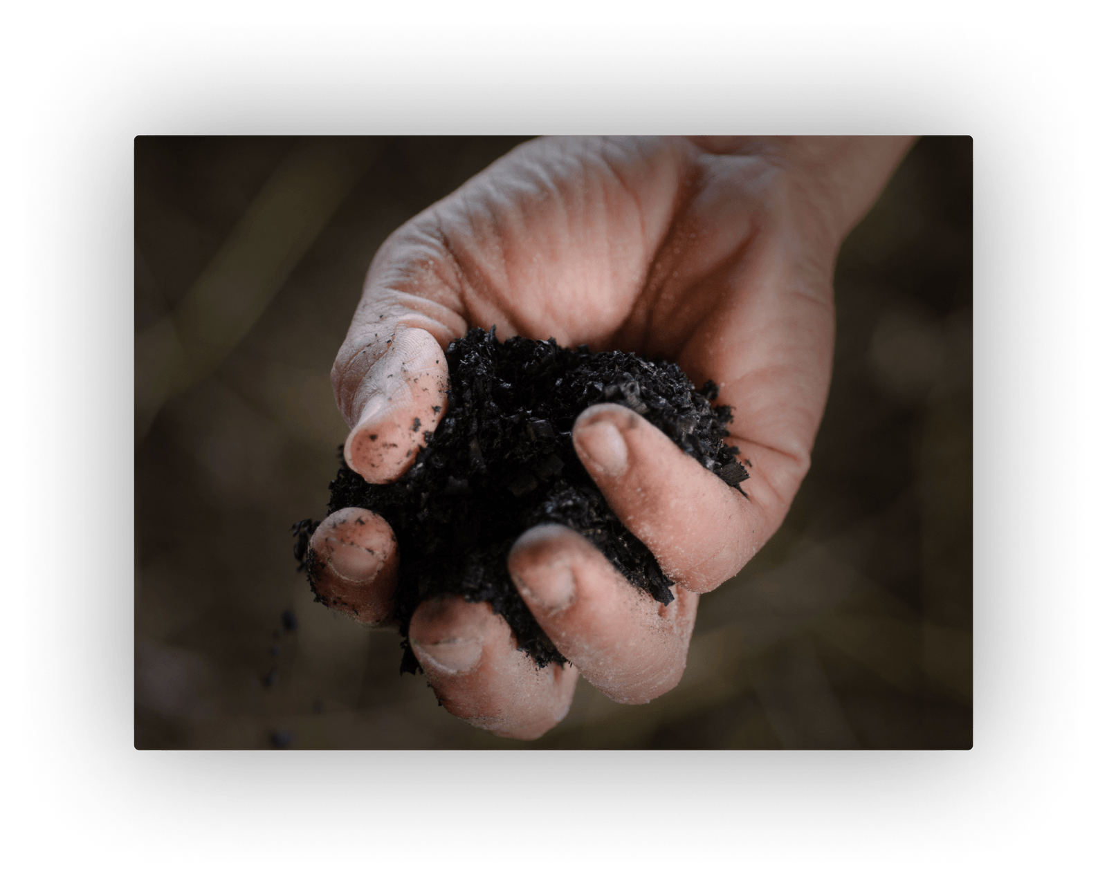 Black Bull Biochar