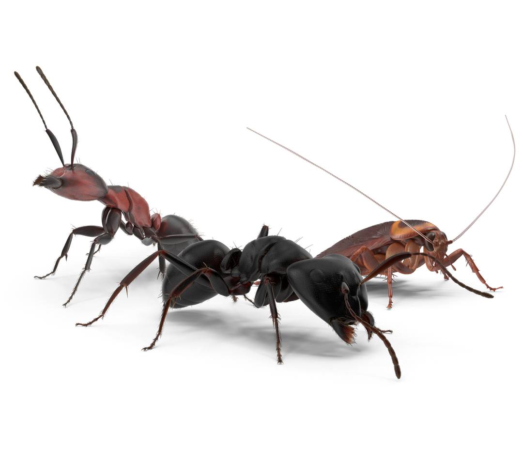 Frontier Pest Control